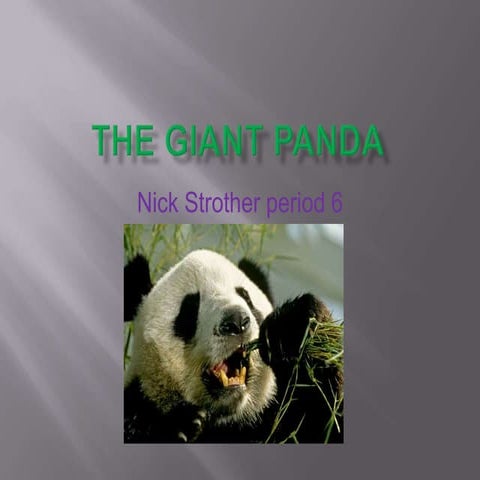 The giant panda | PPTX | Large Animals | Pets