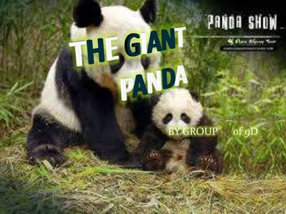 Panda bear | PPTX | Large Animals | Pets