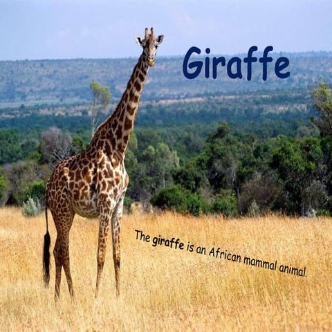 The giraffe | PPTX