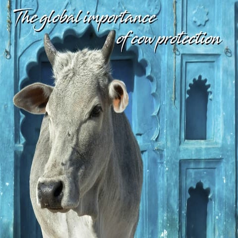 The global importance_of_cow_protection | PDF