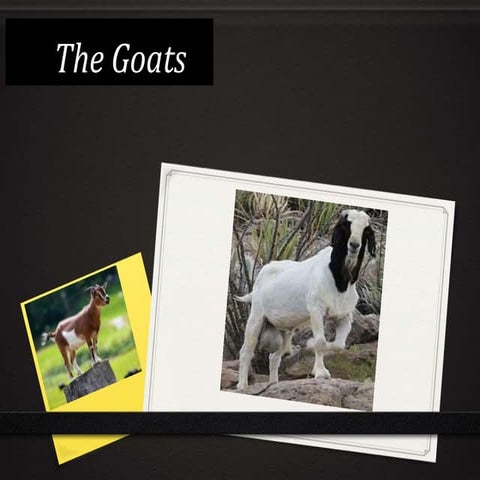 The goats | PPT
