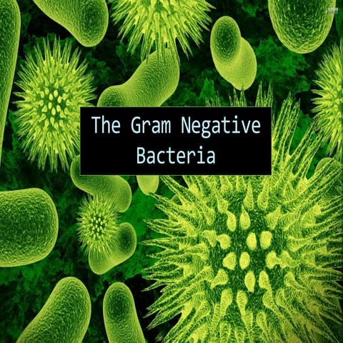 Gram negative bacteria.. | PPTX