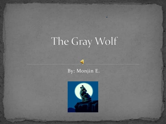 The gray wolf | PPT