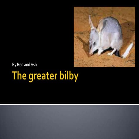 The greater bilby | PPTX