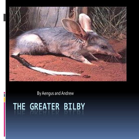 The greater bilby | PPTX