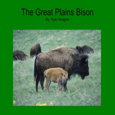 The Great Plains Bison | PPT