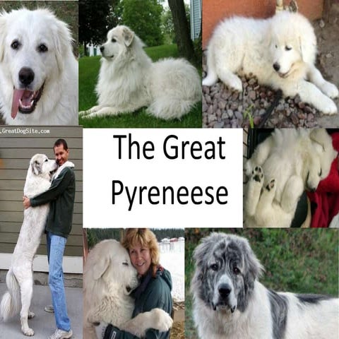 Great pyrenees | PPTX