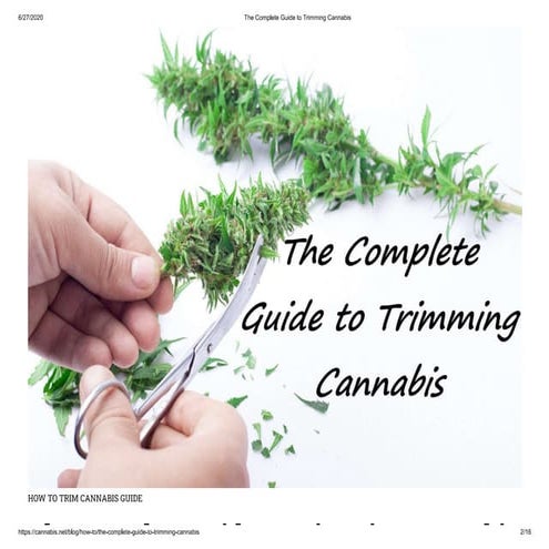 The Guide to Trimming Cannabis (UPDATED) | PPT