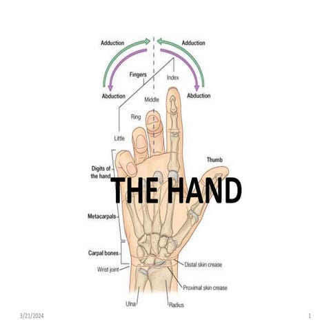 THE GROSS ANATOMY OF THE HAND PPPPTT.pptx