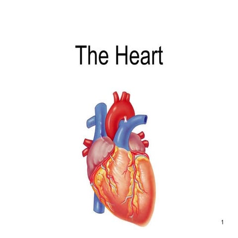 Mammal Heart Dissection | PPTX
