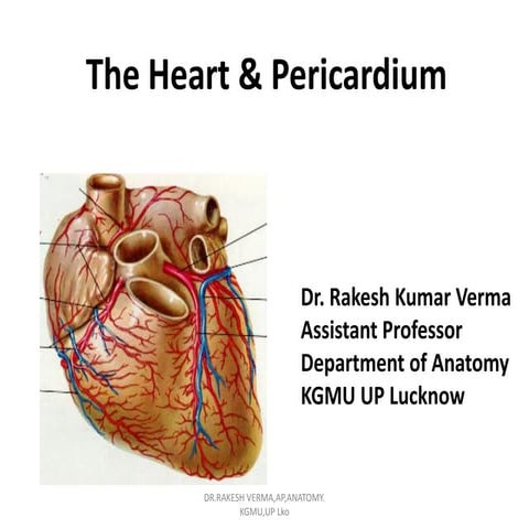 The_Heart_Pericardium2.pdf