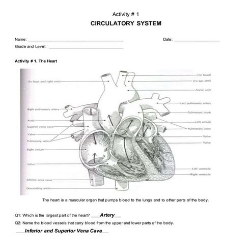 Circulatory and Respiratory System Activity | DOCX