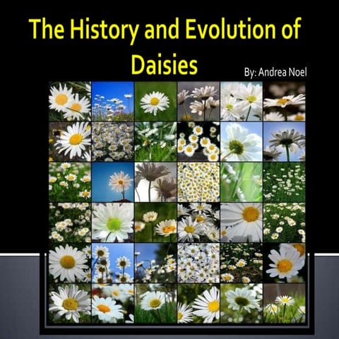The history and evolution of daisies | PPTX