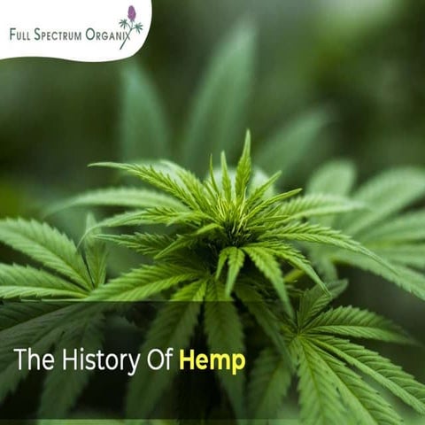 The History Of Hemp | PDF