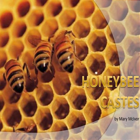 The Honeybee | PPTX | Beekeeping | Hobbies & Interests