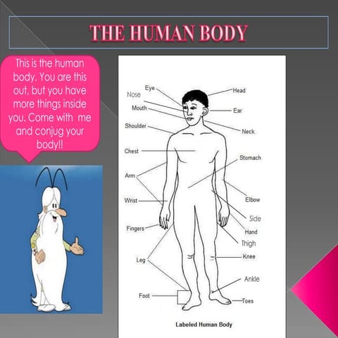 The human body | PPTX