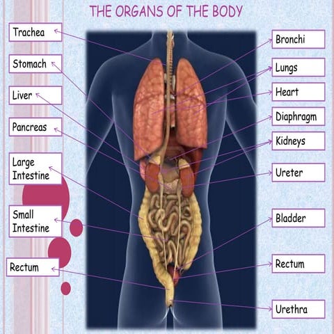 The human body. | PPTX