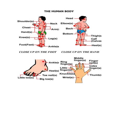 The human body | PDF