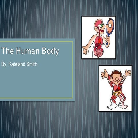 The Human Body | PPTX