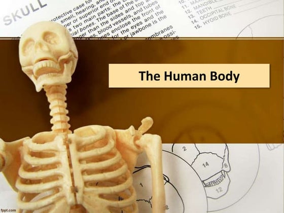 The human body | PPT