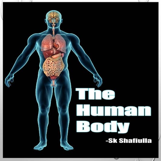 The visual anatomy and physiology of human body. | PDF