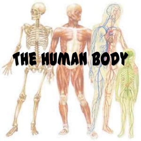 The Human Body ~ ED 103 PowerPoint | PPTX