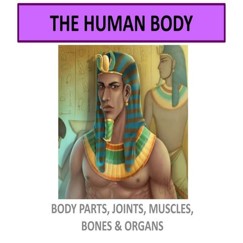 The human body egypt | PPTX