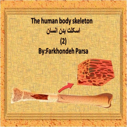 The human body skeleton- 2 | PPTX