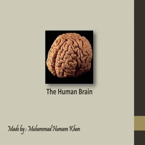 The Human Brain | PPT