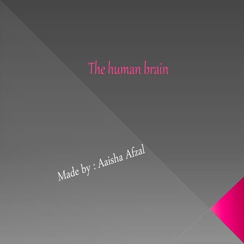 The human brain | PPT