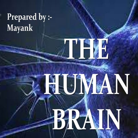 The human brain | PPT