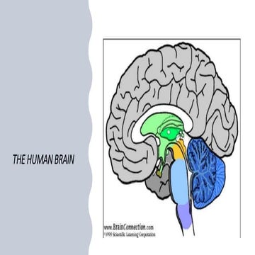 THE HUMAN BRAIN.pptx