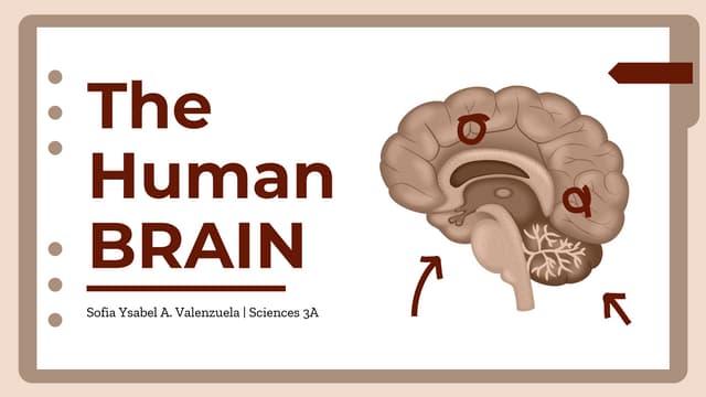 Anatomy of brain | PPTX