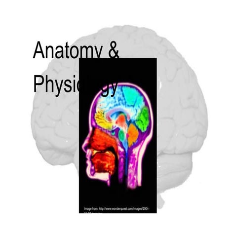 The Human Brain to present the structure of brain | PPTX