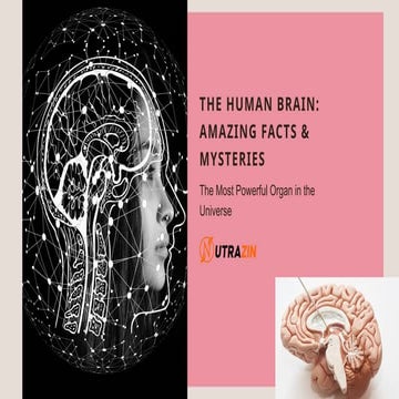The Human Brain: Amazing Facts & Mysteries Uncovered | PPTX