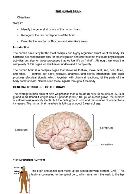Mystery of human brain | PDF