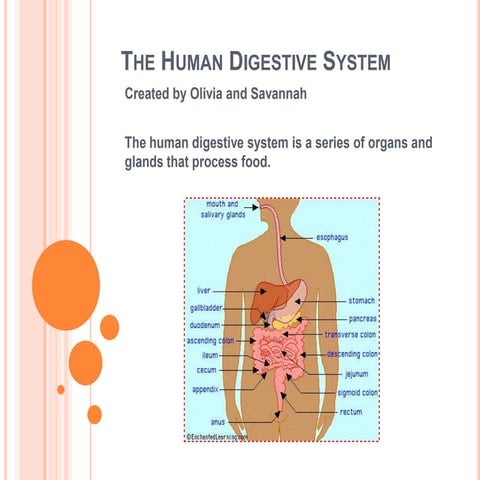 The human digestive system | PPTX