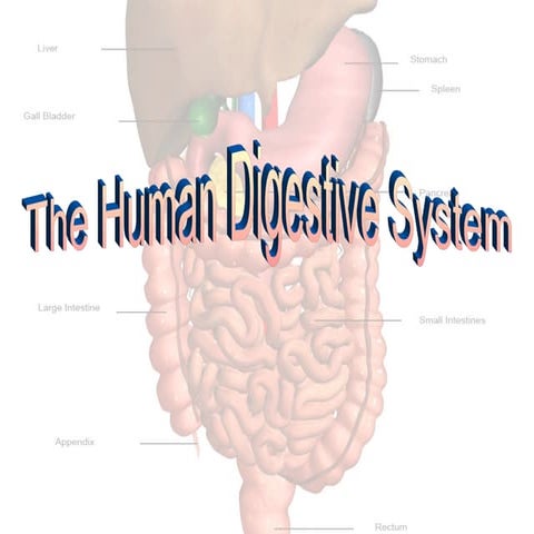 THE HUMAN DIGESTIVE SYSTEM. For human ppt | PPT