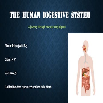 The Human Digestive System Biology Science Class 10.pptx