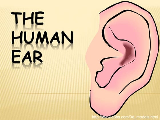 ear anatomy, structures, functions | PDF