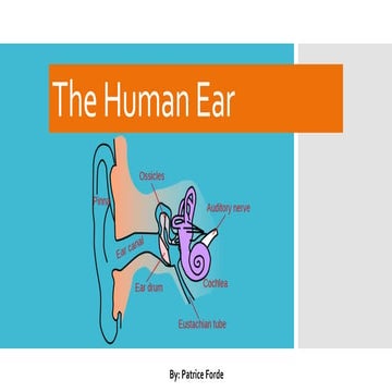 The human ear