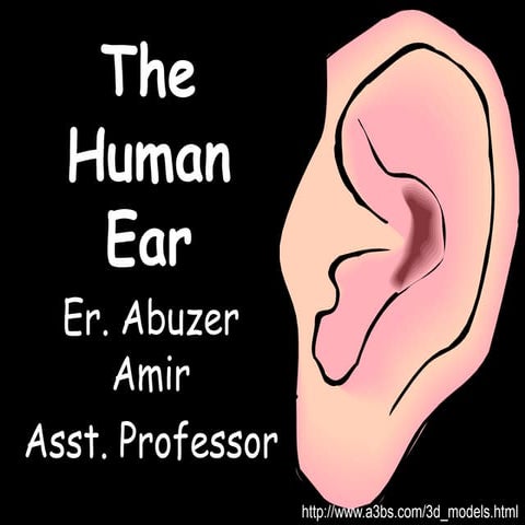 Presentation on internal structure of EAR | PPT