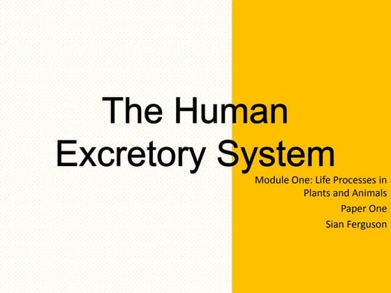 Human excretory system | PPT