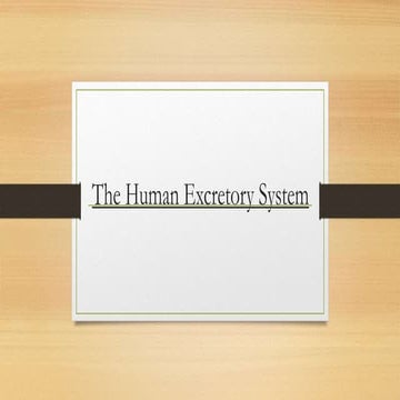 The human excretory system | PPT