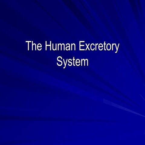 The Human Excretory System.ppt
