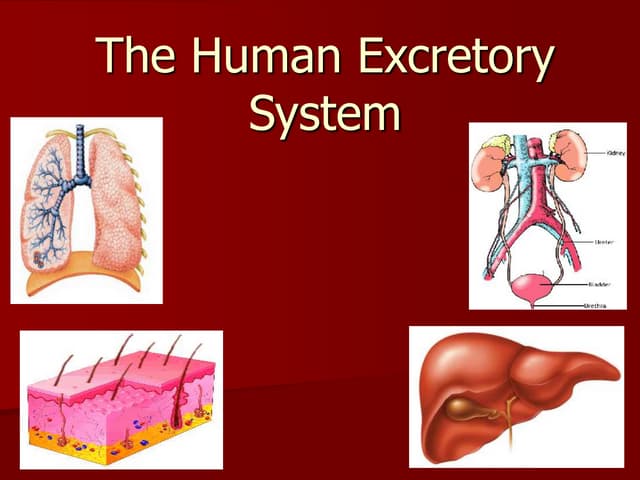 The Human Excretory System Notesppt