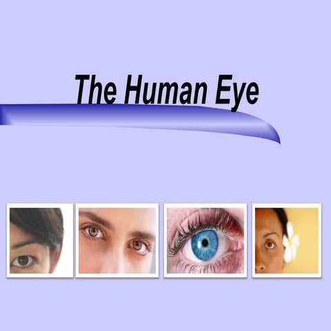 The human eye 10 13-2011 | PPT