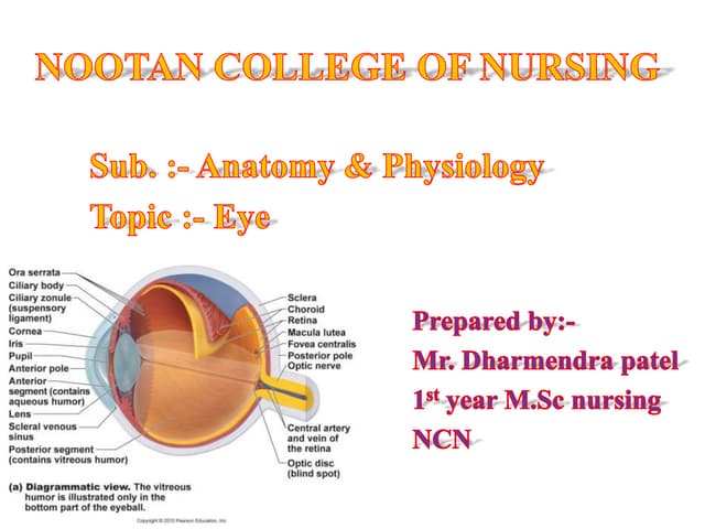 anatomy of the eyeball | PPTX
