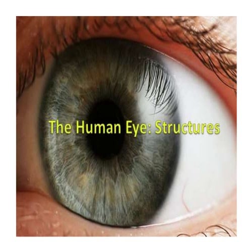 The Human Eye PowerPoint.pptx | Eye and Vision Conditions | Diseases and Conditions