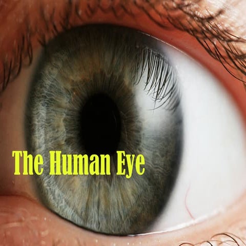 Structure and Function of the Eye | PPT